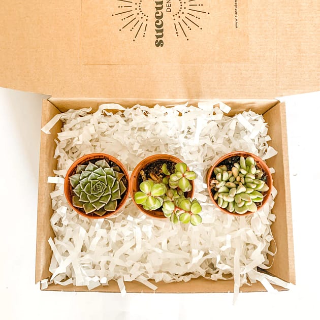 Succulent Gift Boxes - Succulent Den